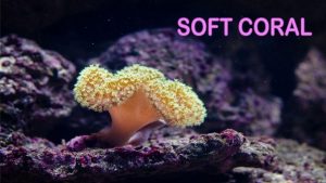 What are the Different Types of Coral? Names and Pictures – sharksinfo.com