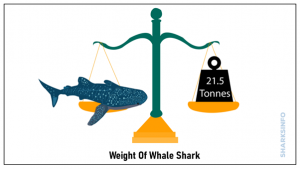 How Much do Whale Shark Weigh – sharksinfo.com