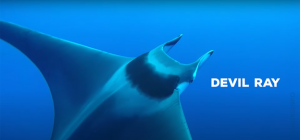 12 Different Types of Rays With Pictures – sharksinfo.com