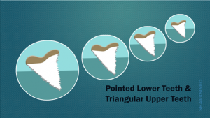 Shark Teeth Types – sharksinfo.com