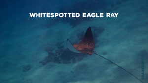 12 Different Types of Rays With Pictures – sharksinfo.com