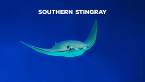 12 Different Types of Rays With Pictures – sharksinfo.com