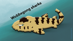 Spotted shark – sharksinfo.com