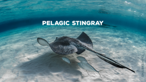 12 Different Types of Rays With Pictures – sharksinfo.com