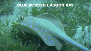 12 Different Types of Rays With Pictures – sharksinfo.com