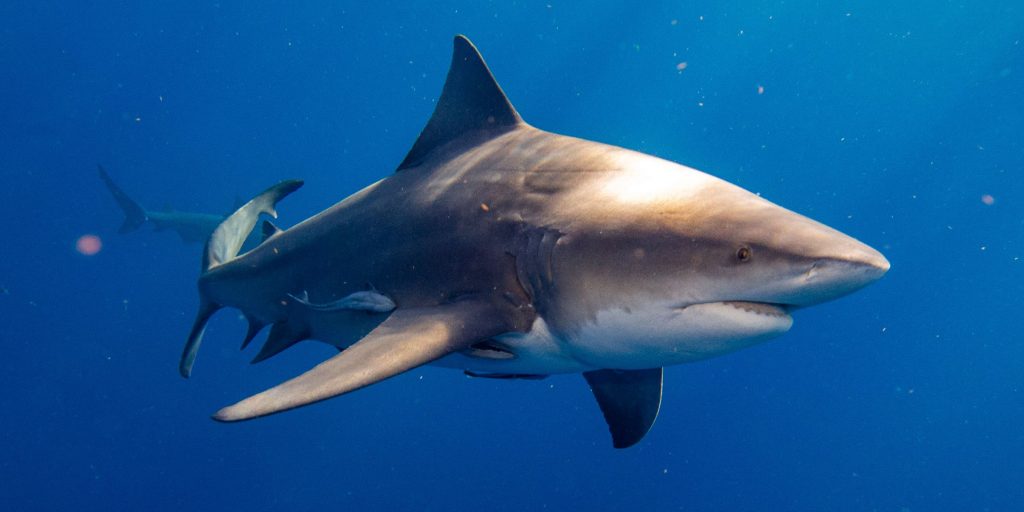Sharks In The Gulf Of Mexico – sharksinfo.com