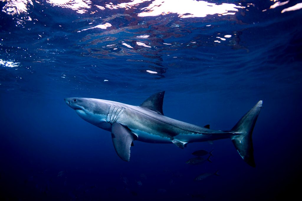 What are the 3 features that all sharks have in common – sharksinfo.com