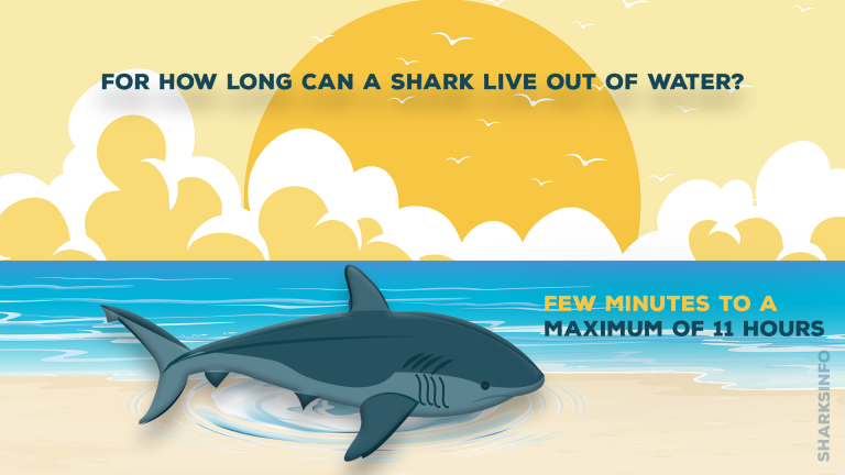 How Long Can Sharks Live Out Of Water? – sharksinfo.com