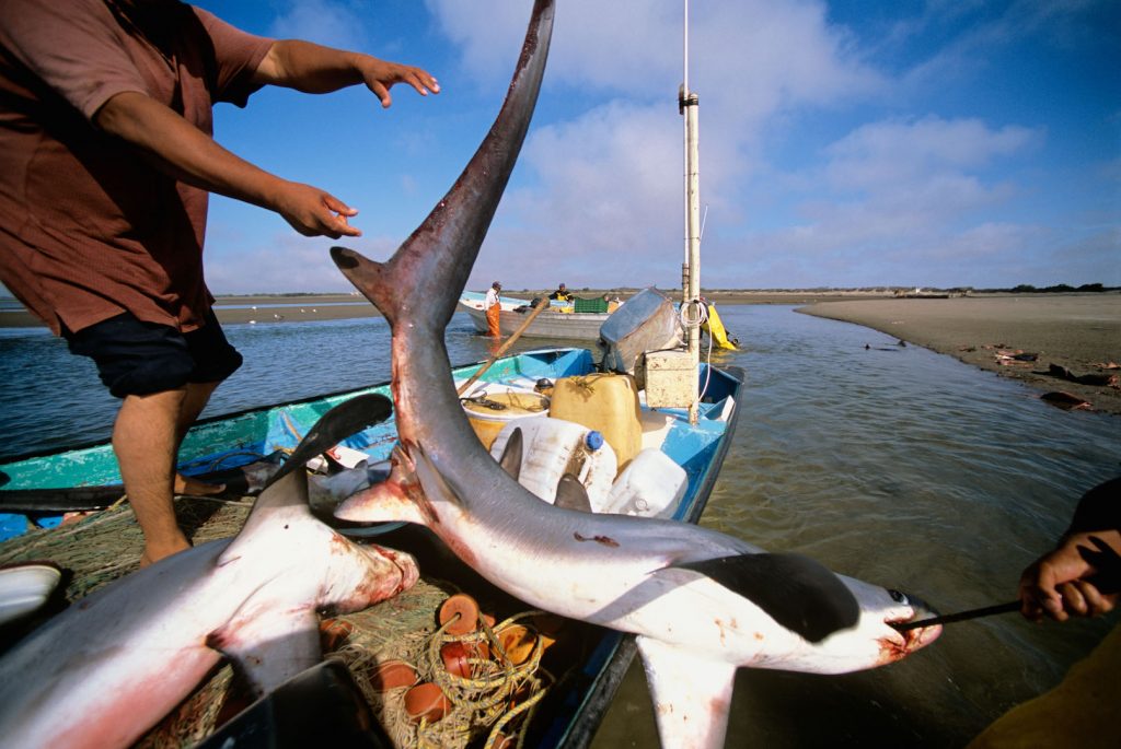 Sharks Finning – sharksinfo.com