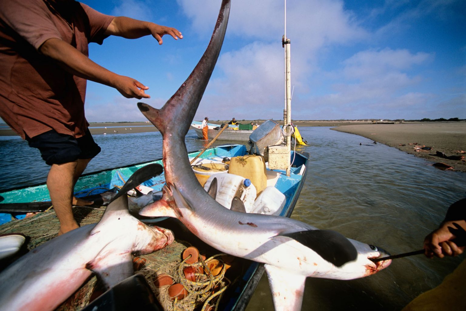 Sharks Finning – sharksinfo.com