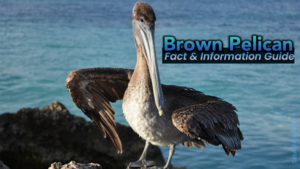 Brown Pelican Fact & Information Guide – sharksinfo.com