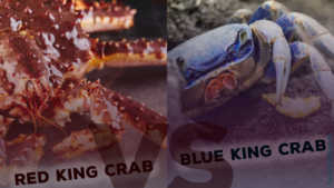 What is the Difference Between Red and Blue King Crabs? – sharksinfo.com