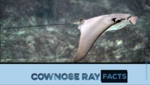Cownose Ray – Facts, Habitat, Diet, Conservation, & More – sharksinfo.com