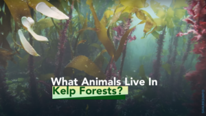 What Animals Live In Kelp Forests? – sharksinfo.com