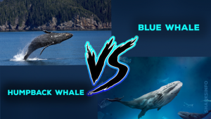 Blue Whale Vs. Humpback Whale Comparison – sharksinfo.com
