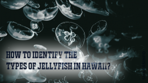 How To Identify The Types Of Jellyfish In Hawaii? – sharksinfo.com