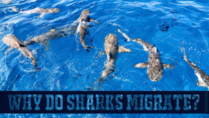 Why Do Sharks Migrate? 4 Causes for Shark Migration – sharksinfo.com