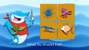 What Do Sharks Eat? - sharksinfo.com