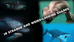 18 Strange and Weird-Looking Sharks – sharksinfo.com
