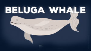Beluga Whale; Facts, Diet and Habitat Information – sharksinfo.com