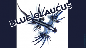 Blue Glaucus Facts & Information Guide – sharksinfo.com