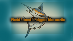 World Record For Biggest Blue Marlin – sharksinfo.com