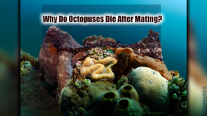 Why Do Octopus Die After Mating? – sharksinfo.com