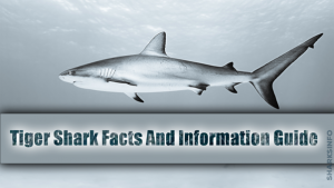 Tiger Shark Facts And Information Guide – sharksinfo.com
