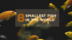 8 Smallest Fish in the World – sharksinfo.com