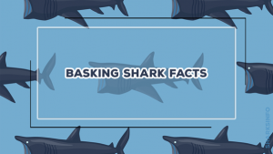 Basking Shark Facts: Habitat, Diet, Conservation & More – sharksinfo.com