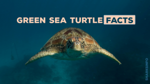 Green Sea Turtle Facts: Habitat, Diet, Conservation, & More ...