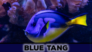 Blue Tang: Facts, Diet & Habitat Information – sharksinfo.com