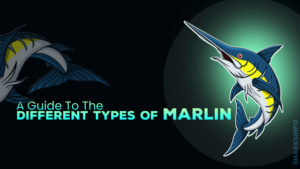 A Guide To The Different Types Of Marlin – sharksinfo.com