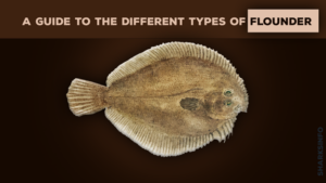 A Guide to the Different Types of Flounder – sharksinfo.com