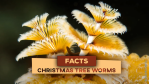 Christmas Tree Worm Facts Habitat, Diet, Conservation, & More ...
