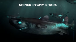 Small sharks – list of small sharks – sharksinfo.com