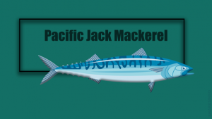 A Guide To The Different Types Of Mackerel – sharksinfo.com