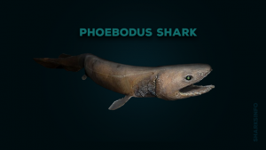 18 Strange and Weird-Looking Sharks – sharksinfo.com