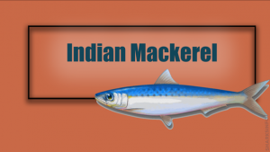 A Guide To The Different Types Of Mackerel – sharksinfo.com