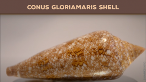Top 10 Rarest Seashells – sharksinfo.com