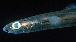 18 Strange and Weird-Looking Sharks – sharksinfo.com