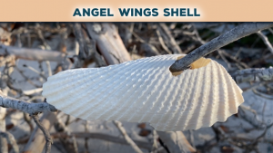 Top 10 Rarest Seashells – sharksinfo.com