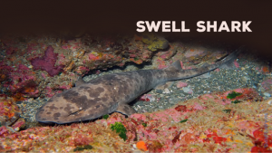 18 Strange and Weird-Looking Sharks – sharksinfo.com