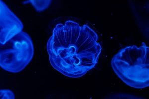 Moon Jelly – Species Facts and Information – sharksinfo.com