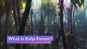 What Animals Live In Kelp Forests? – sharksinfo.com