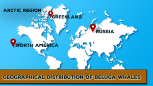 Beluga Whale; Facts, Diet and Habitat Information – sharksinfo.com