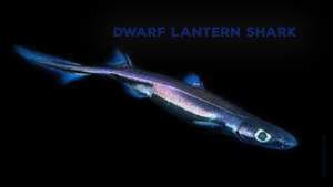 Small sharks – list of small sharks – sharksinfo.com