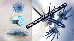 Blue Glaucus Facts & Information Guide – sharksinfo.com