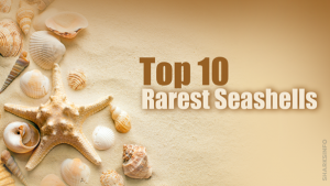 Top 10 Rarest Seashells – sharksinfo.com