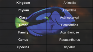 Blue Tang: Facts, Diet & Habitat Information – sharksinfo.com